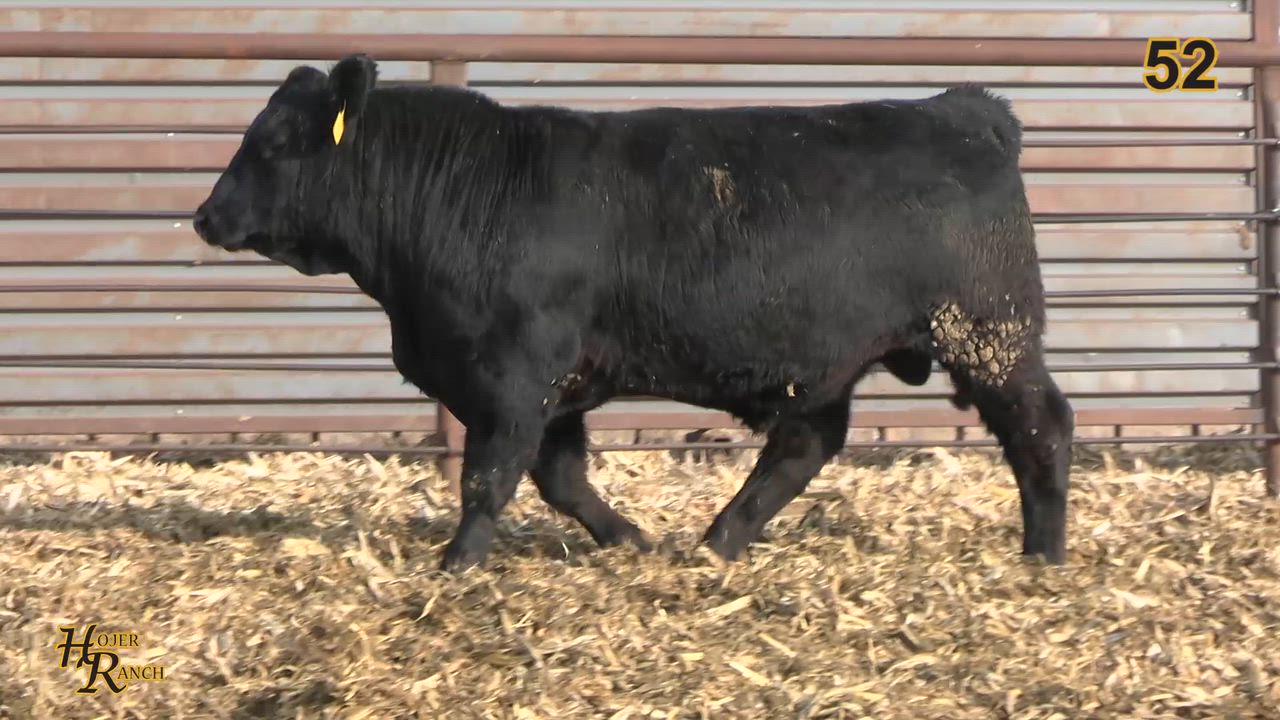 Lot 52: Hojer Ranch - 34th Annual Gelbvieh & Balancer Bull & Female ...
