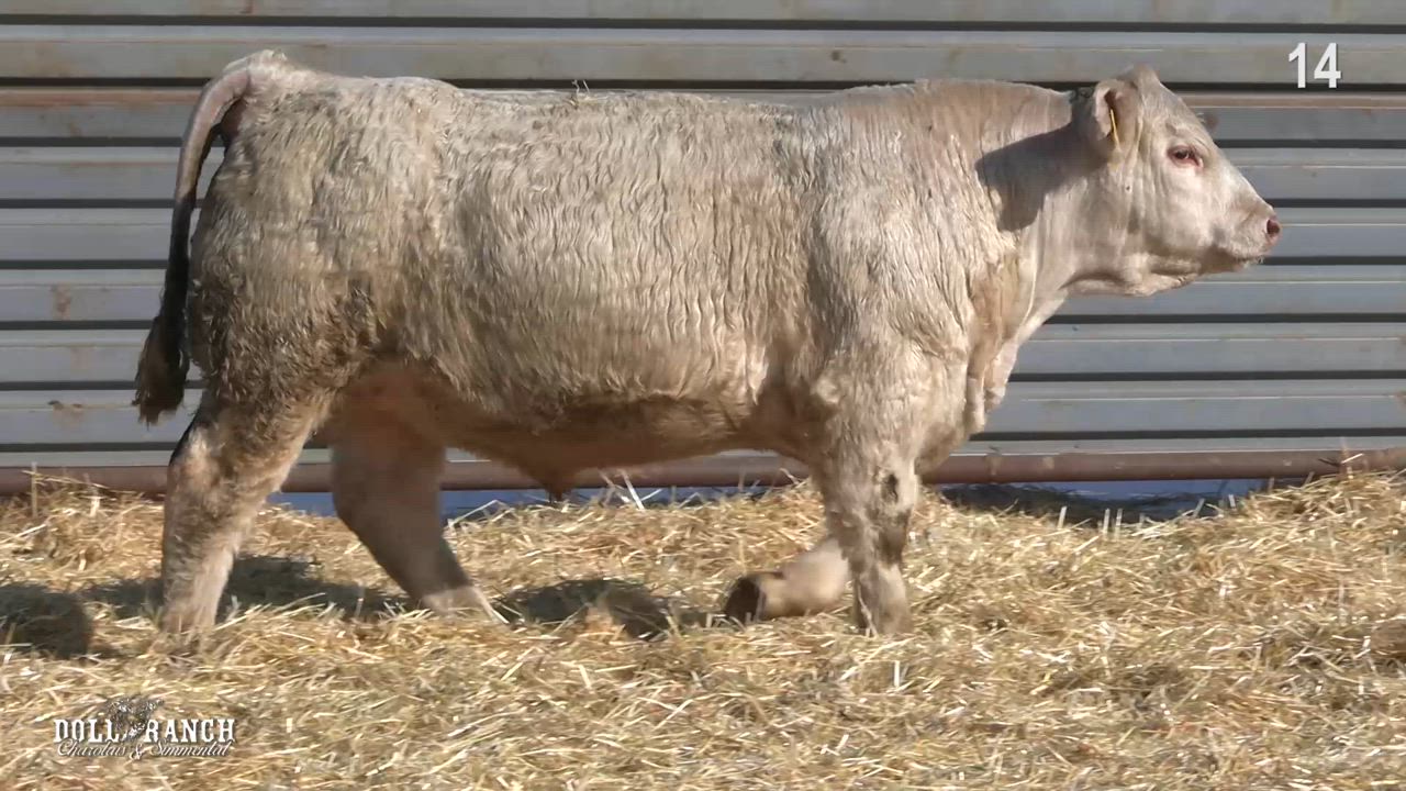 3/4/25 Doll Ranch - 45th Annual Charolais & Simmental Bull & Female ...