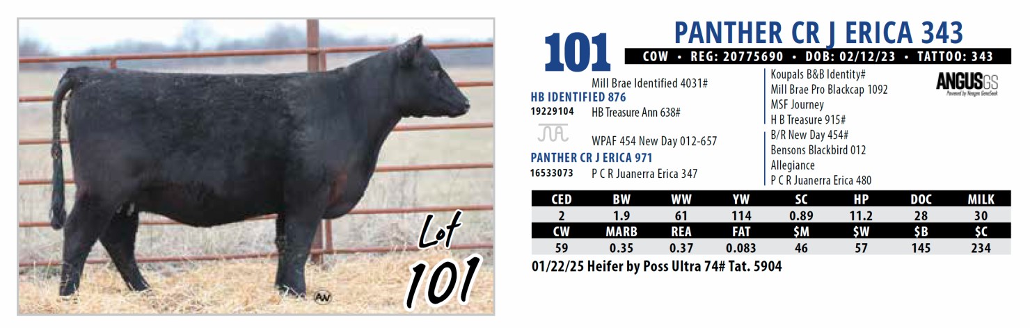 Lot 101: Panther Creek Ranch - 31st Annual Workin Kind Angus Bull Sale ...