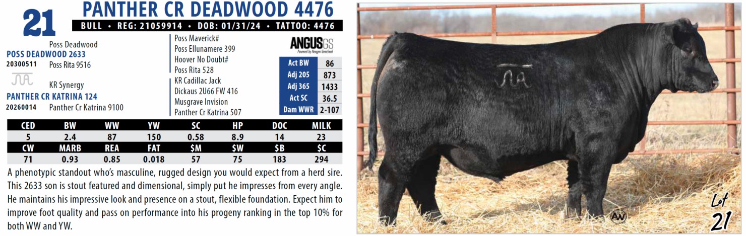 Lot 21: Panther Creek Ranch - 31st Annual Workin Kind Angus Bull Sale ...