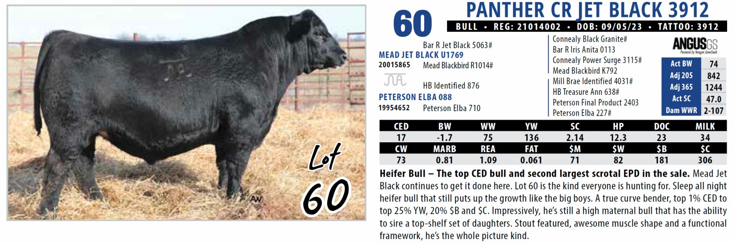 Lot 60: Panther Creek Ranch - 31st Annual Workin Kind Angus Bull Sale ...