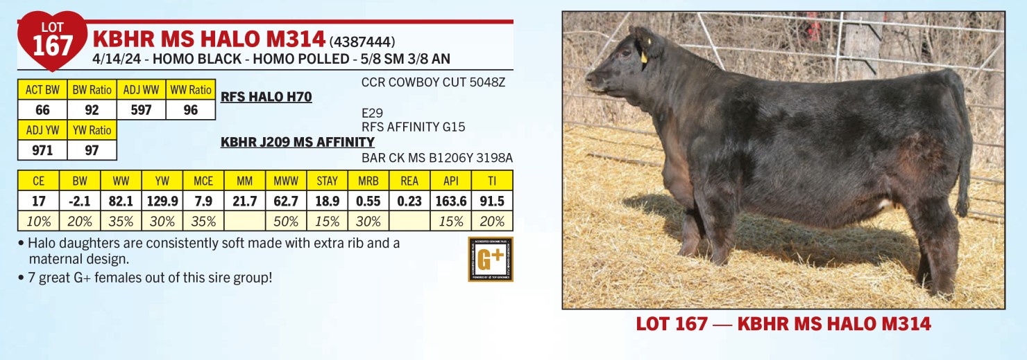 Lot 167: Keller's Broken Heart Ranch - Annual Simmental Bull & Female ...