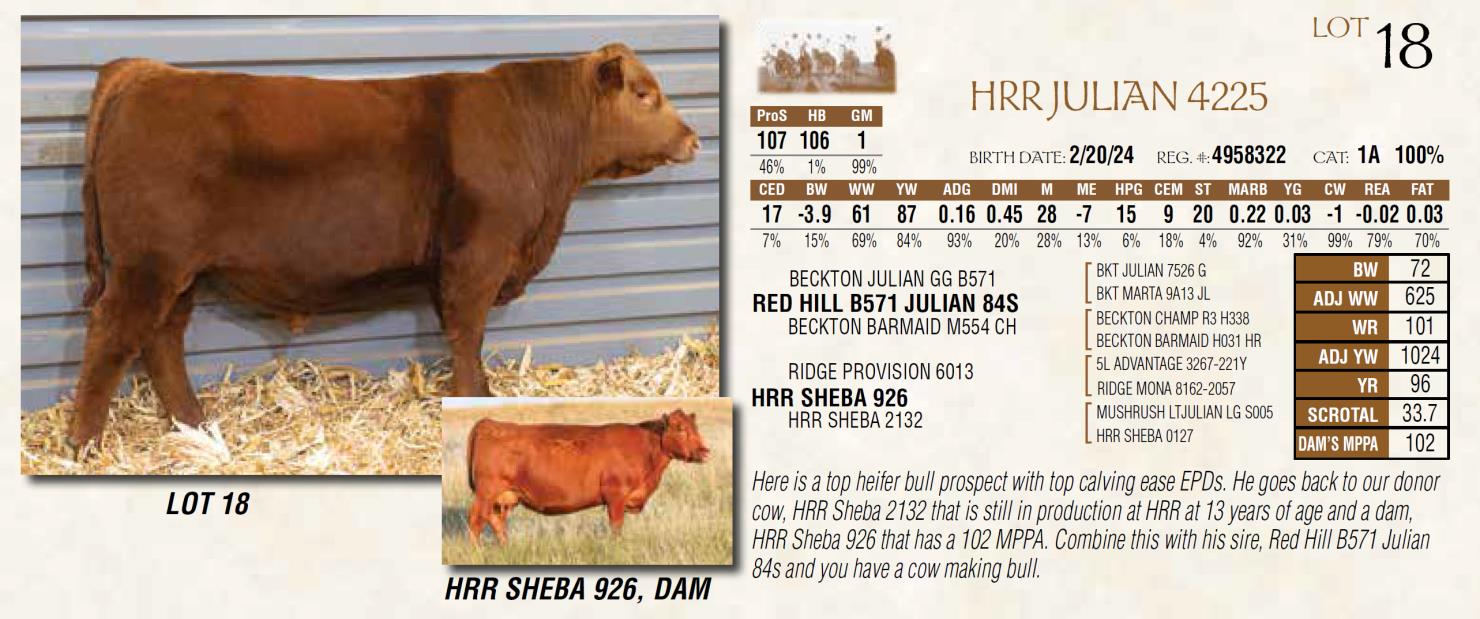 Lot 18: Heart River Ranch - Annual Red Angus Bull & Female Sale | DVAuction