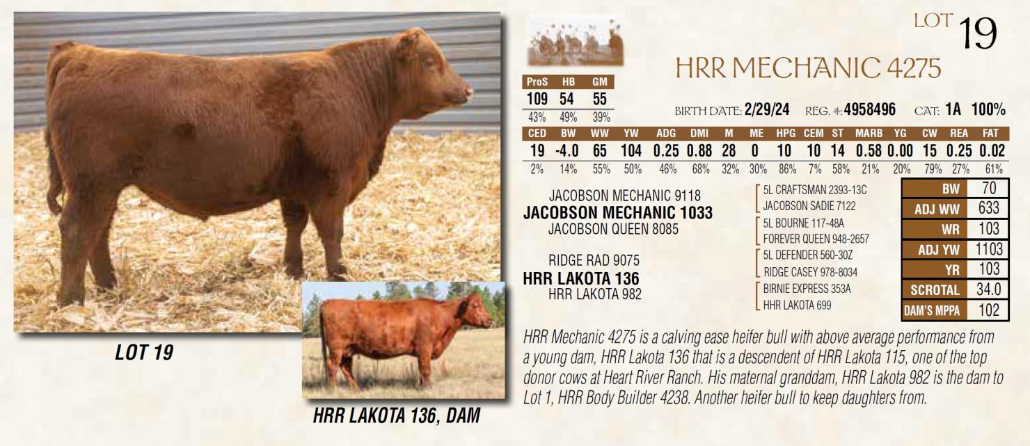 Lot 19: Heart River Ranch - Annual Red Angus Bull & Female Sale | DVAuction