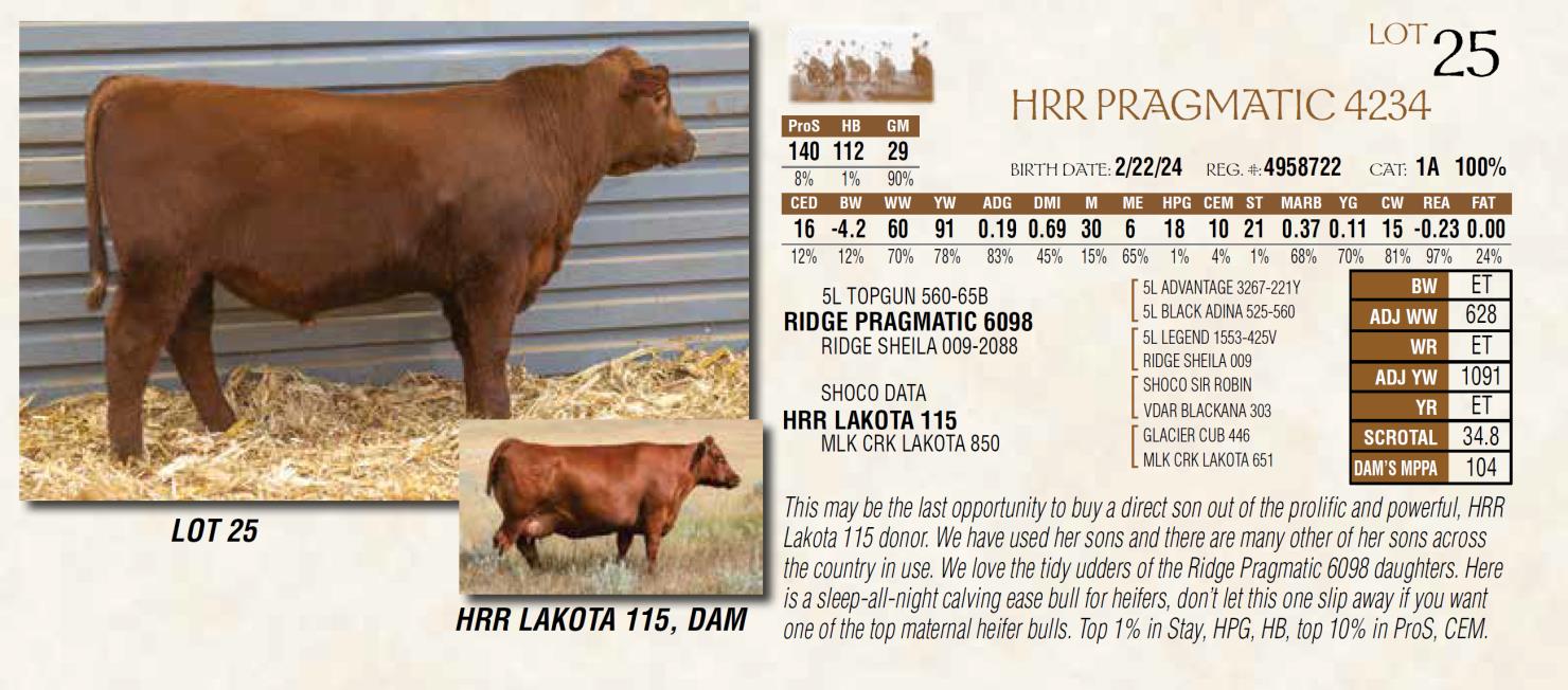 Lot 25: Heart River Ranch - Annual Red Angus Bull & Female Sale | DVAuction