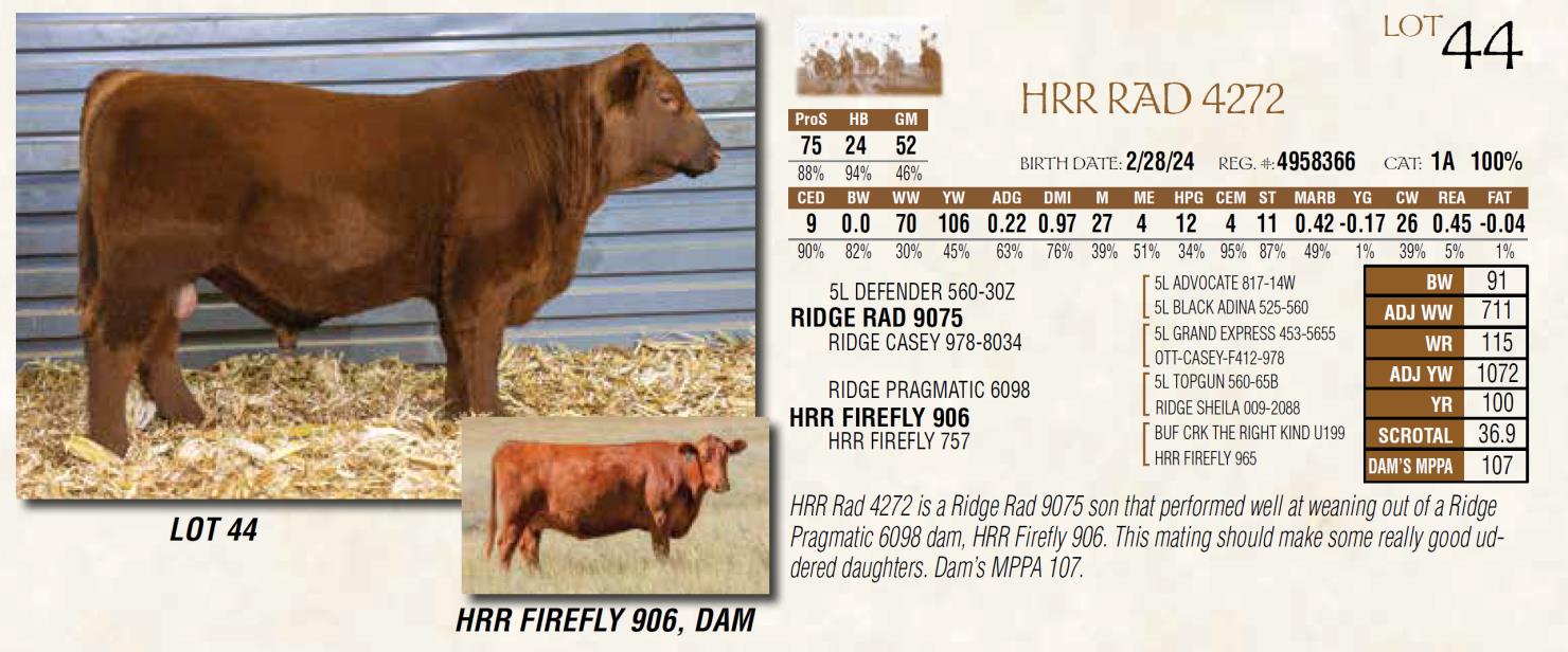 Lot 44: Heart River Ranch - Annual Red Angus Bull & Female Sale | DVAuction