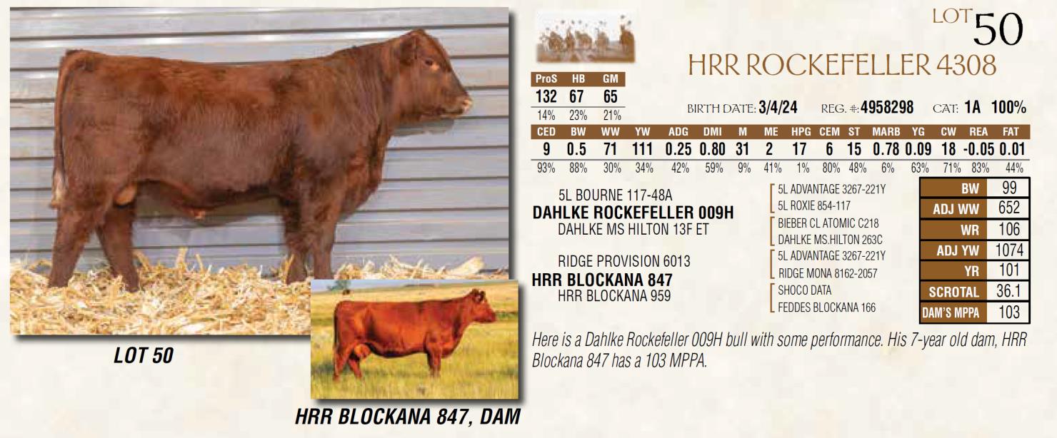 Lot 50: Heart River Ranch - Annual Red Angus Bull & Female Sale | DVAuction