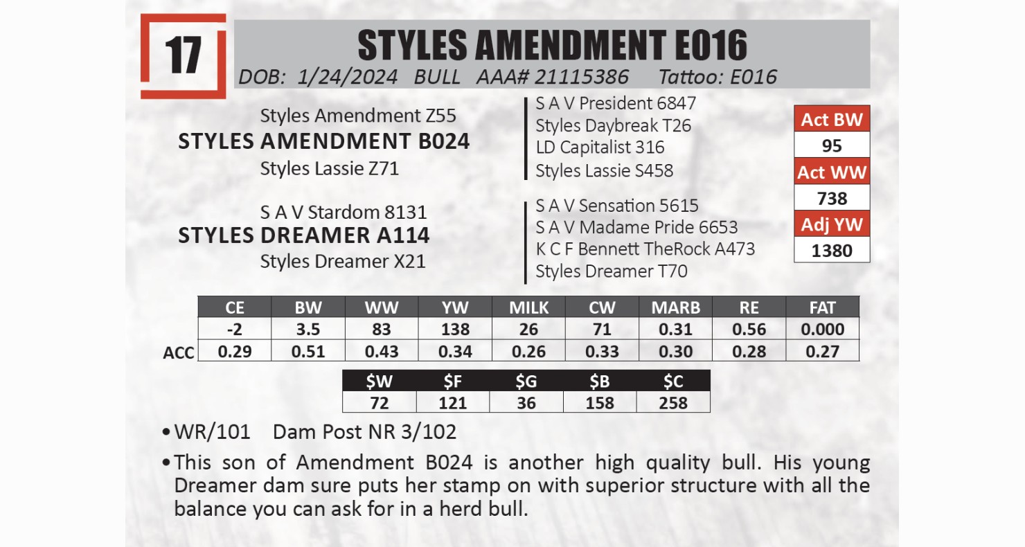 Lot 17: Styles Angus - 47th Annual Angus Bull & Female Sale | DVAuction