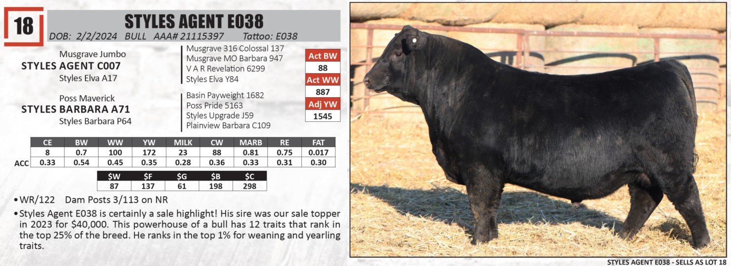 Lot 18: Styles Angus - 47th Annual Angus Bull & Female Sale | DVAuction