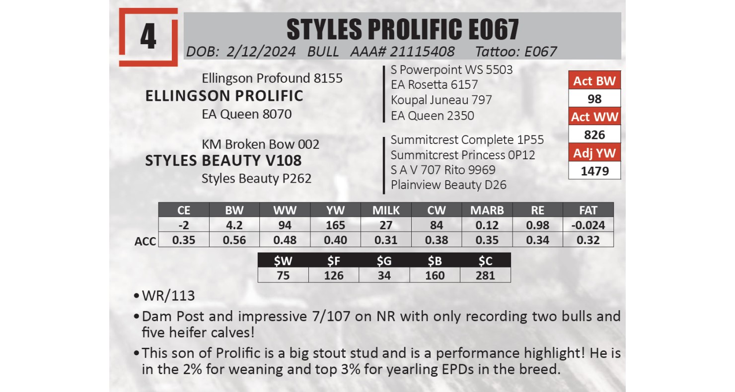 Lot 4: Styles Angus - 47th Annual Angus Bull & Female Sale | DVAuction