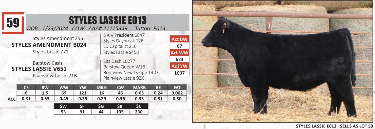 Lot 59: Styles Angus - 47th Annual Angus Bull & Female Sale | DVAuction
