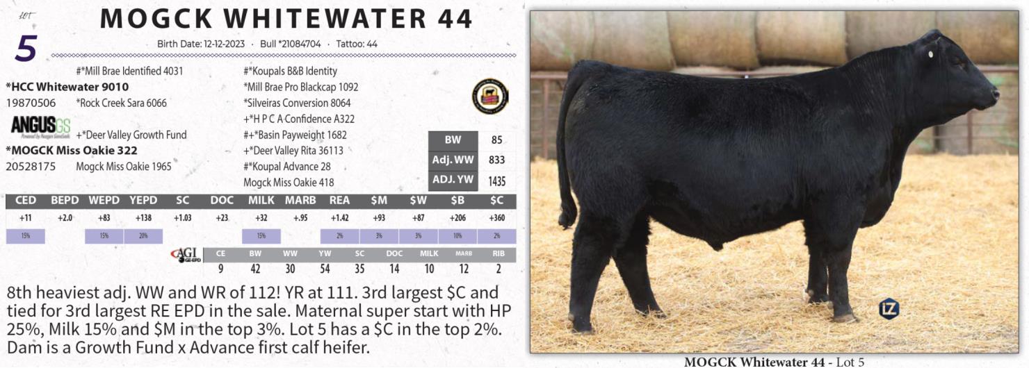Lot 5: Mogck & Sons Angus - 42nd Annual Angus Bull & Female Sale ...