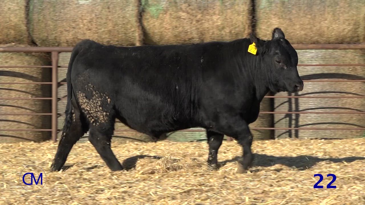 Lot 22: Mogck & Sons Angus - 43rd Annual Angus Bull & Female Sale ...
