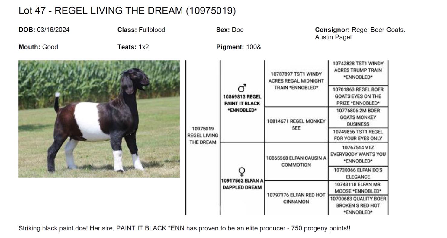 Lot 47: Splash of Color - Fall Boer Goat Sale | DVAuction