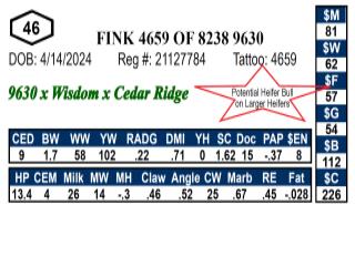 Lot 46: Fink Beef Genetics - Spring Bull and Female Sale | DVAuction