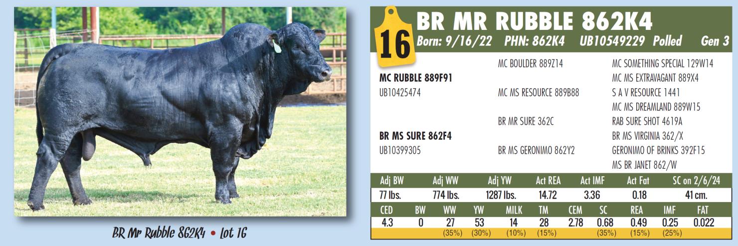 Lot 16: The Branch Ranch - Rough & Ready Bull Sale | DVAuction
