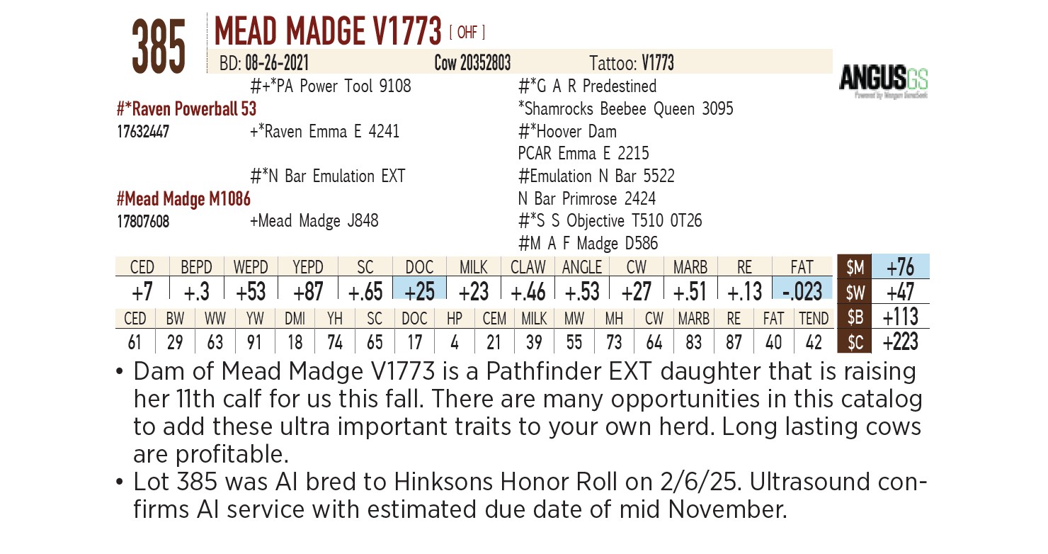 Lot 385: Mead Farms - Annual Fall Bull & Female Sale | DVAuction
