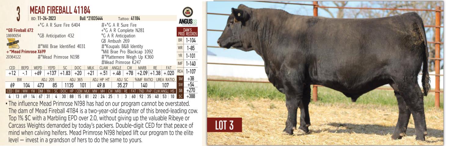 Lot 3: Mead Farms Bull Sale | DVAuction
