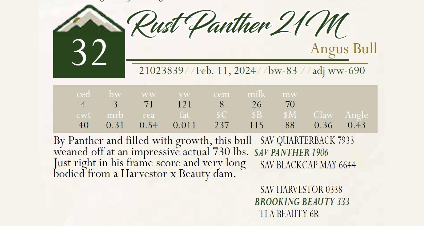 Lot 32: Rust Mountain View Ranch - Annual Production Sale | DVAuction