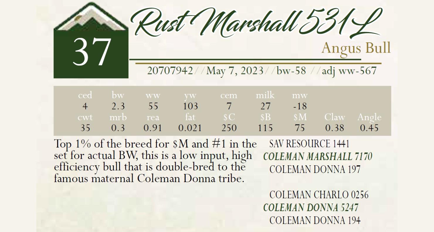 Lot 37: Rust Mountain View Ranch - Annual Production Sale | DVAuction