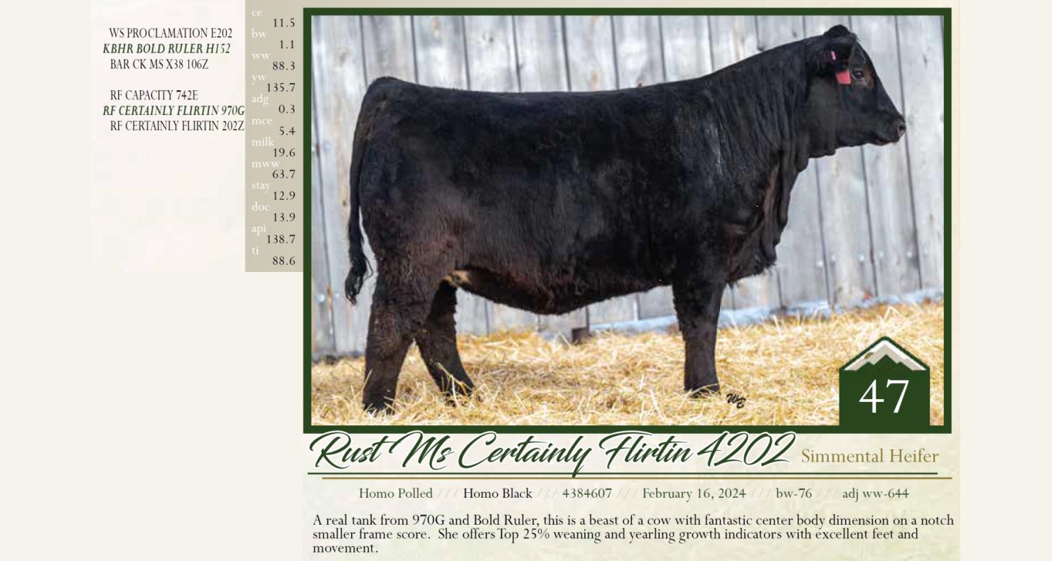 Lot 47: Rust Mountain View Ranch - Annual Production Sale | DVAuction