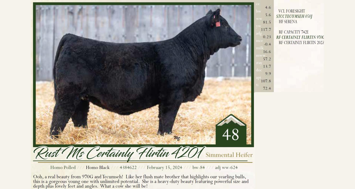 Lot 48: Rust Mountain View Ranch - Annual Production Sale | DVAuction