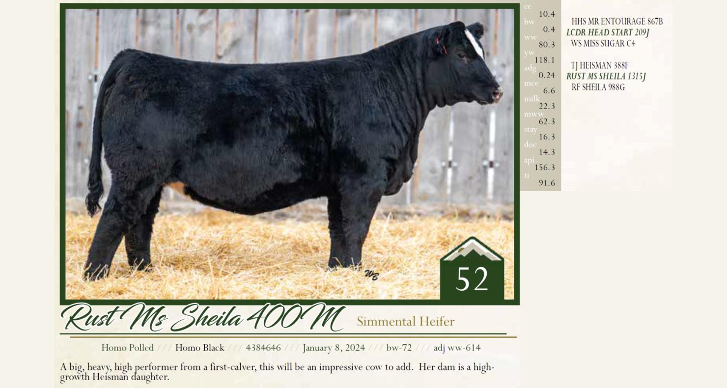 Lot 52: Rust Mountain View Ranch - Annual Production Sale | DVAuction