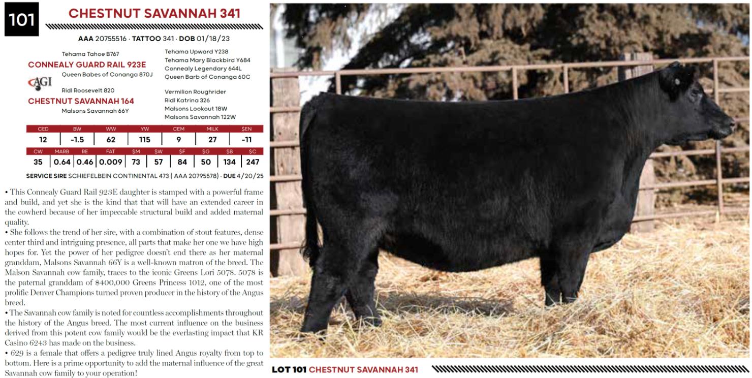 Lot 101: Chestnut Angus - Annual Angus Bull Sale | DVAuction