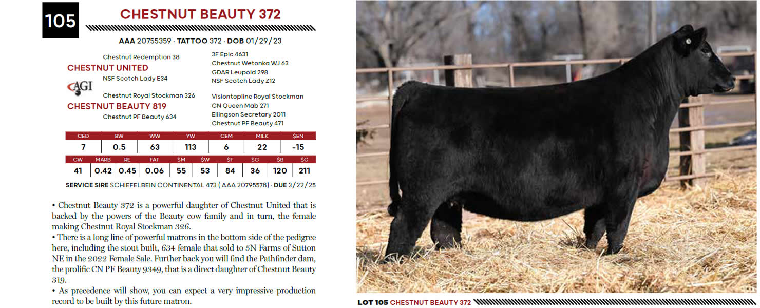 Lot 105: Chestnut Angus - Annual Angus Bull Sale | DVAuction
