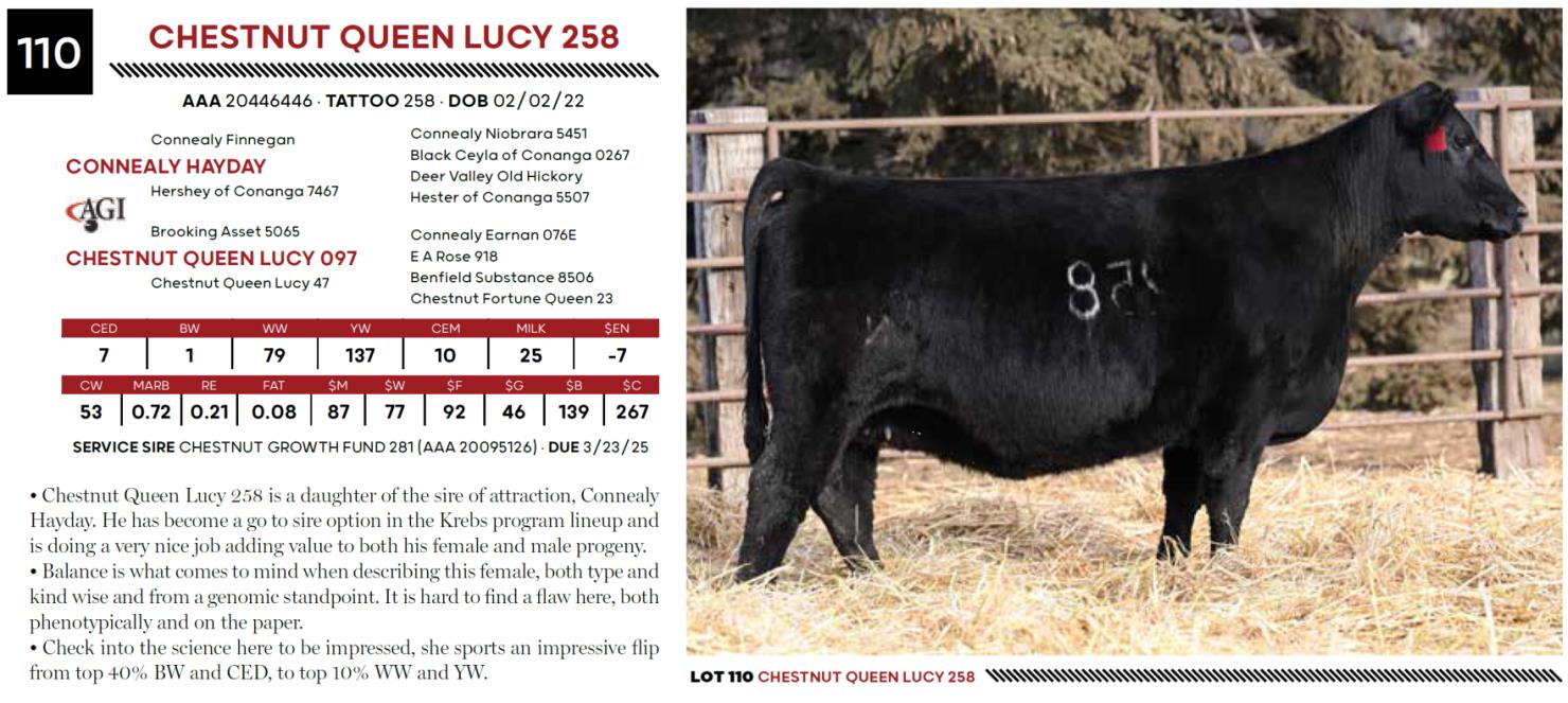 Lot 110: Chestnut Angus - Annual Angus Bull Sale | DVAuction