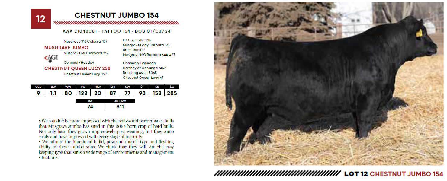 Lot 12: Chestnut Angus - Annual Angus Bull Sale | DVAuction