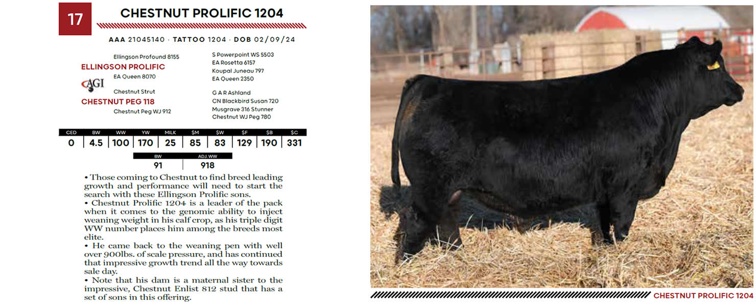 Lot 17: Chestnut Angus - Annual Angus Bull Sale | DVAuction