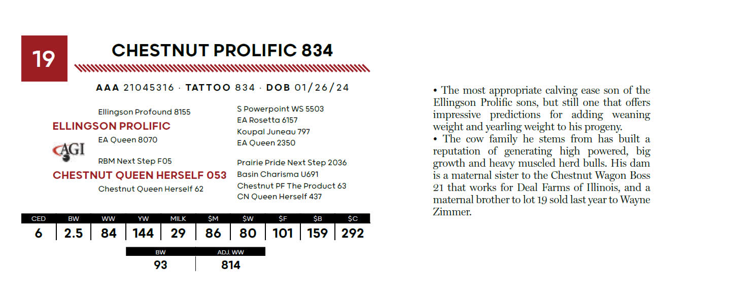 Lot 19: Chestnut Angus - Annual Angus Bull Sale | DVAuction