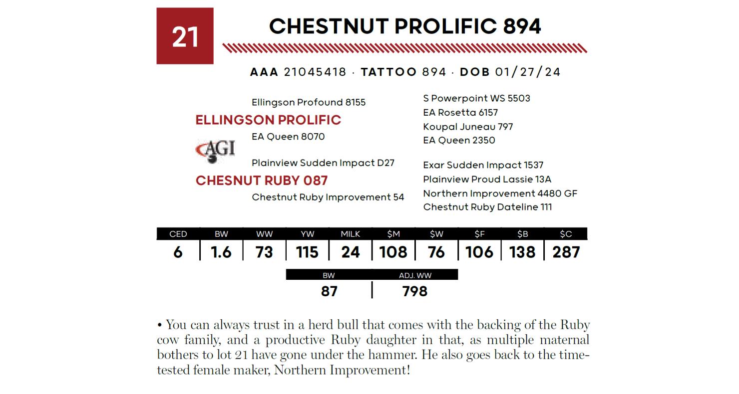 Lot 21: Chestnut Angus - Annual Angus Bull Sale | DVAuction