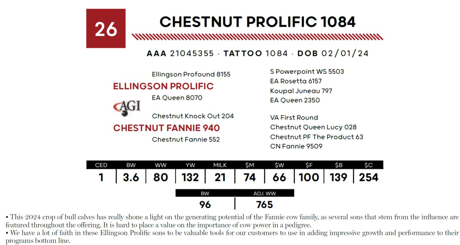 Lot 26: Chestnut Angus - Annual Angus Bull Sale | DVAuction