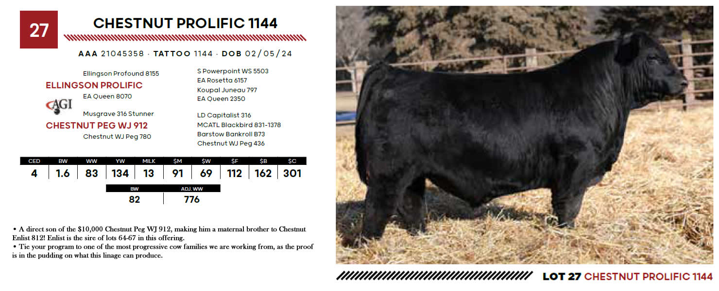 Lot 27: Chestnut Angus - Annual Angus Bull Sale | DVAuction
