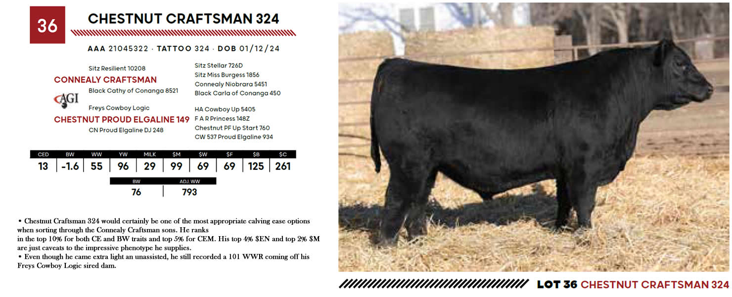 Lot 36: Chestnut Angus - Annual Angus Bull Sale | DVAuction