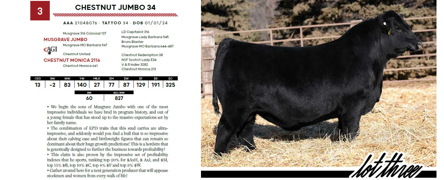 Lot 3: Chestnut Angus - Annual Angus Bull Sale | DVAuction