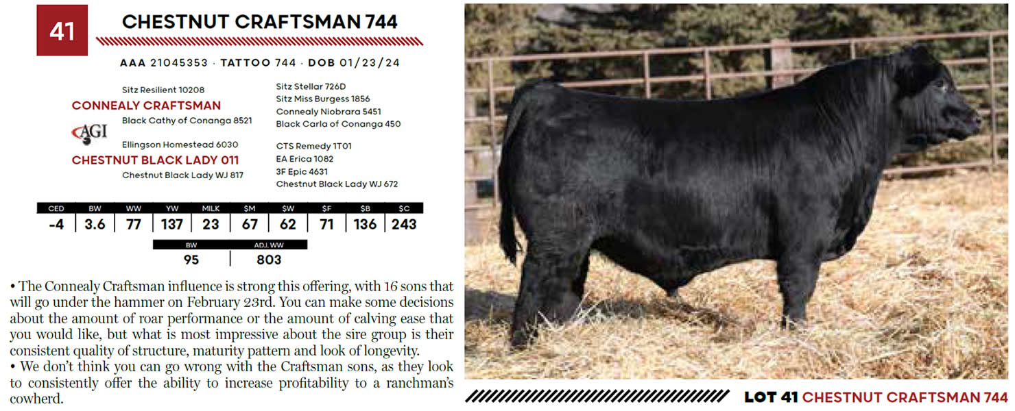 Lot 41: Chestnut Angus - Annual Angus Bull Sale | DVAuction