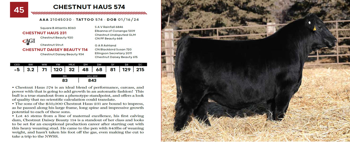 Lot 45: Chestnut Angus - Annual Angus Bull Sale | DVAuction