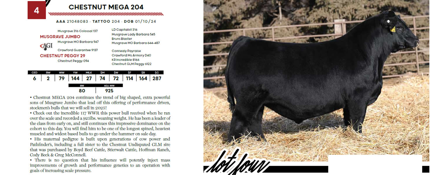 Lot 4: Chestnut Angus - Annual Angus Bull Sale | DVAuction