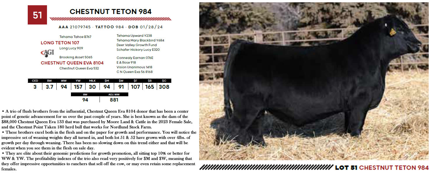 Lot 51: Chestnut Angus - Annual Angus Bull Sale | DVAuction