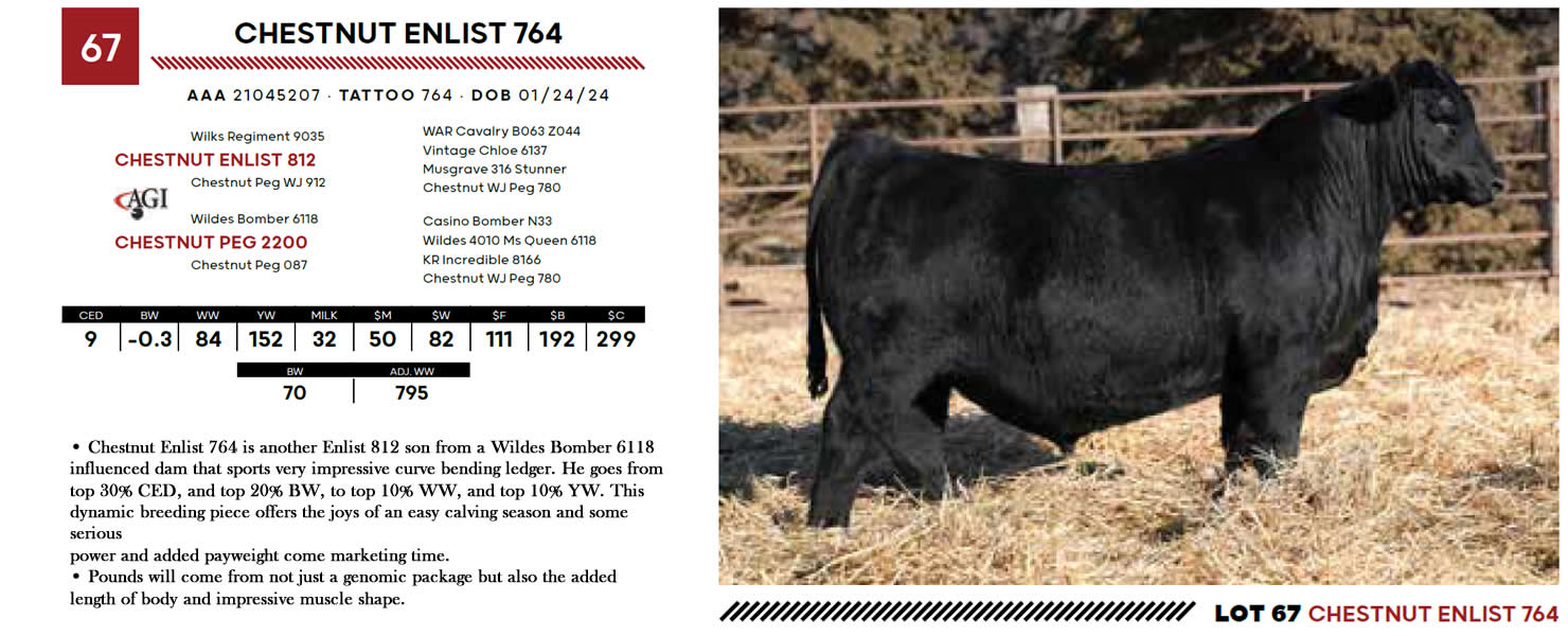 Lot 67: Chestnut Angus - Annual Angus Bull Sale | DVAuction