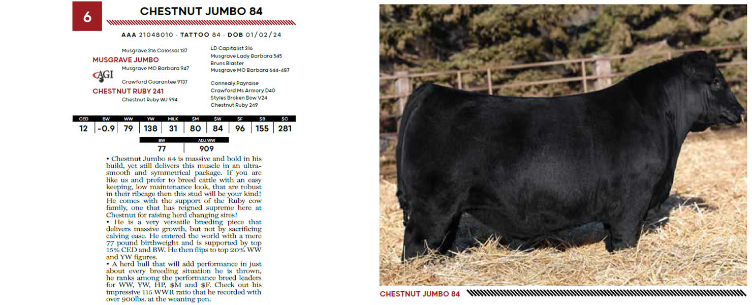 Lot 6: Chestnut Angus - Annual Angus Bull Sale | DVAuction