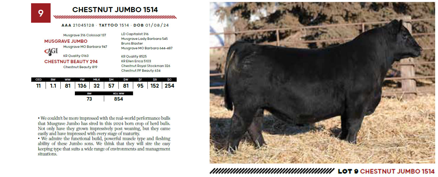 Lot 9: Chestnut Angus - Annual Angus Bull Sale | DVAuction