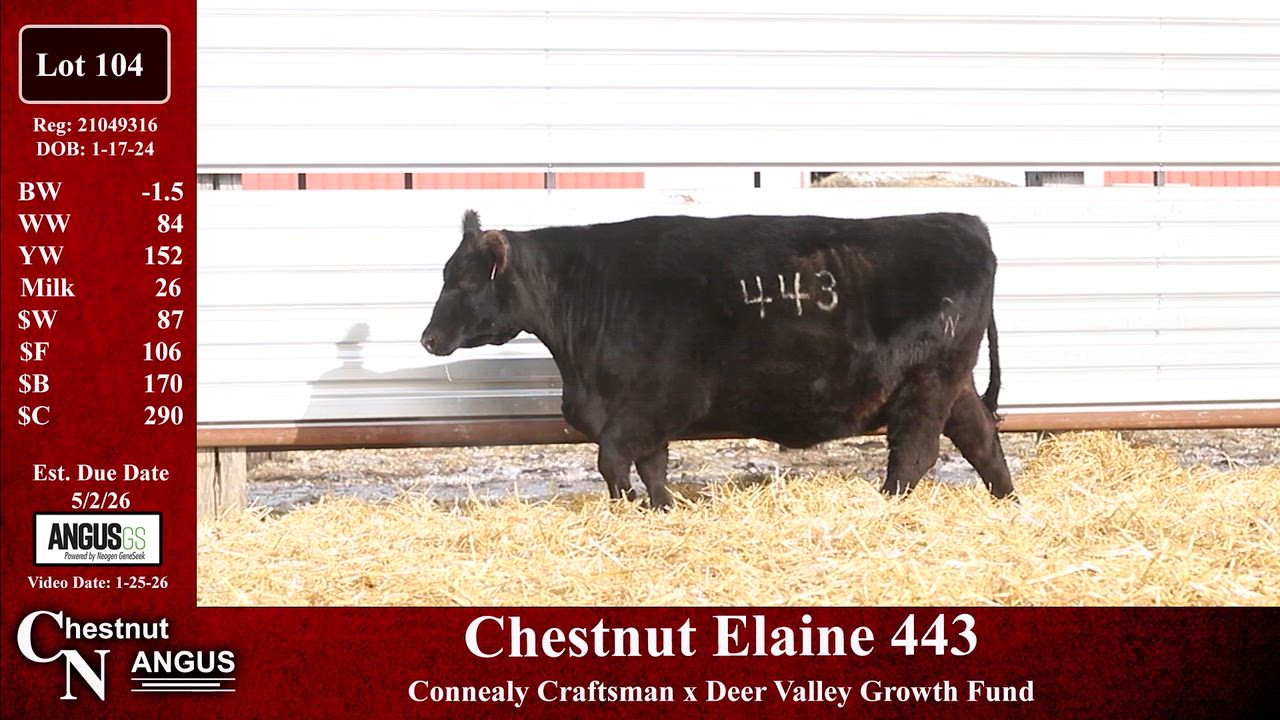 Lot 104: Chestnut Angus - Annual Angus Bull Sale | DVAuction