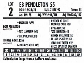 Lot 2: Edgar Brothers - 48th Annual Angus Bull & Female Sale | DVAuction