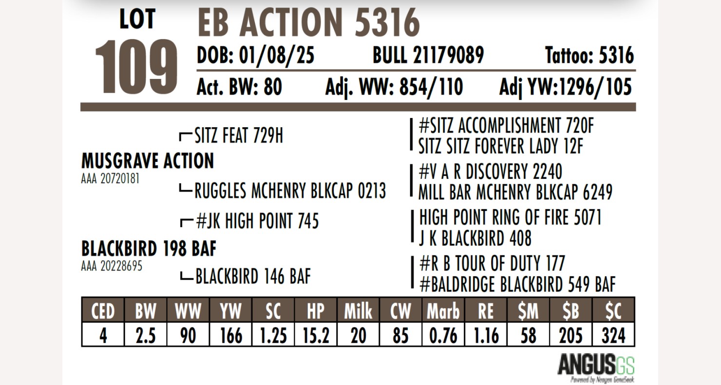Lot 109: Edgar Brothers - 48th Annual Angus Bull & Female Sale | DVAuction