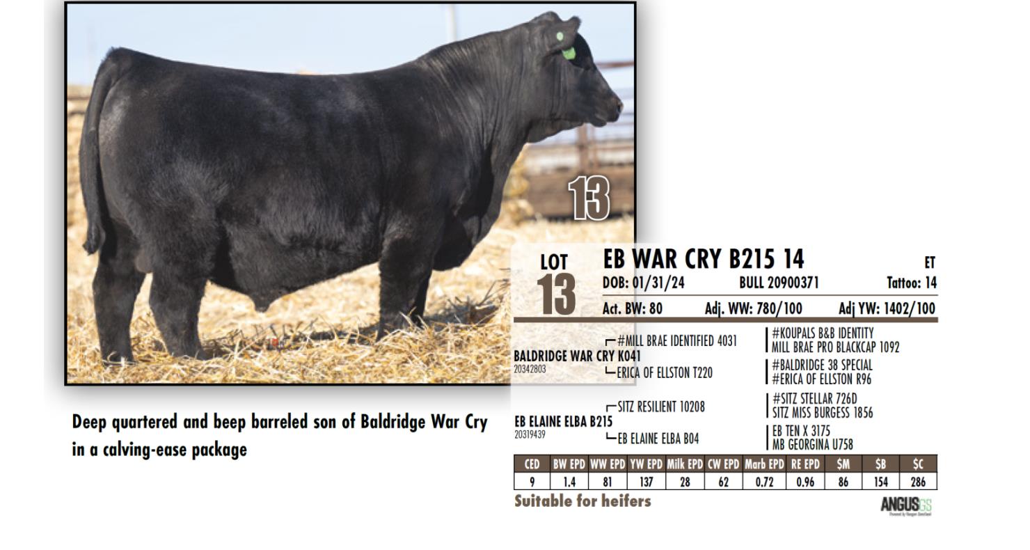 Lot 13: Edgar Brothers - 47th Annual Angus Bull & Female Sale | DVAuction