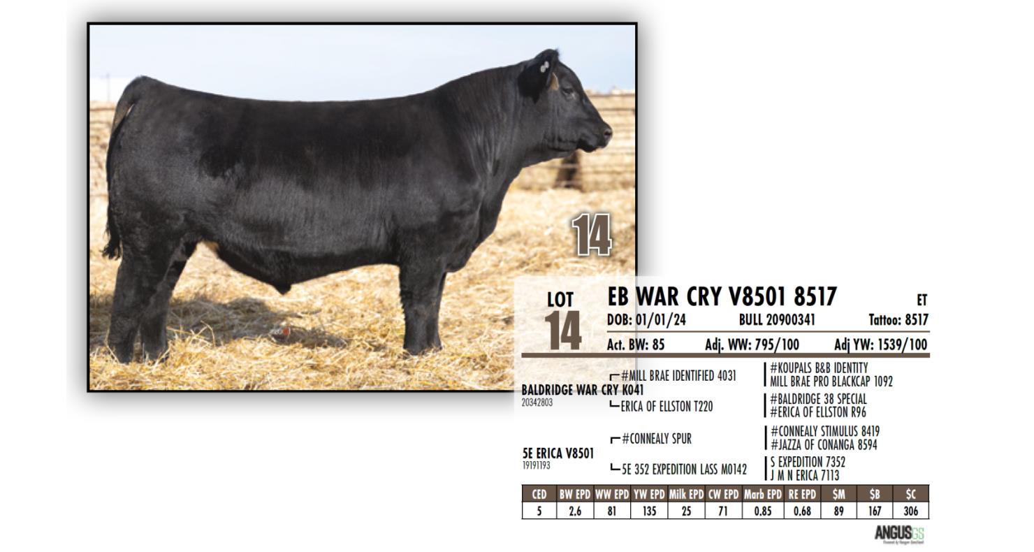 Lot 14: Edgar Brothers - 47th Annual Angus Bull & Female Sale | DVAuction